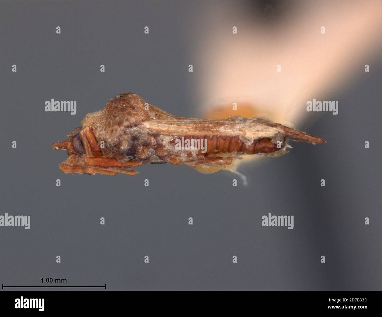 Formosa, Taiwan, Cysteochila consueta Drake, 1948, Animalia, Arthropoda ...