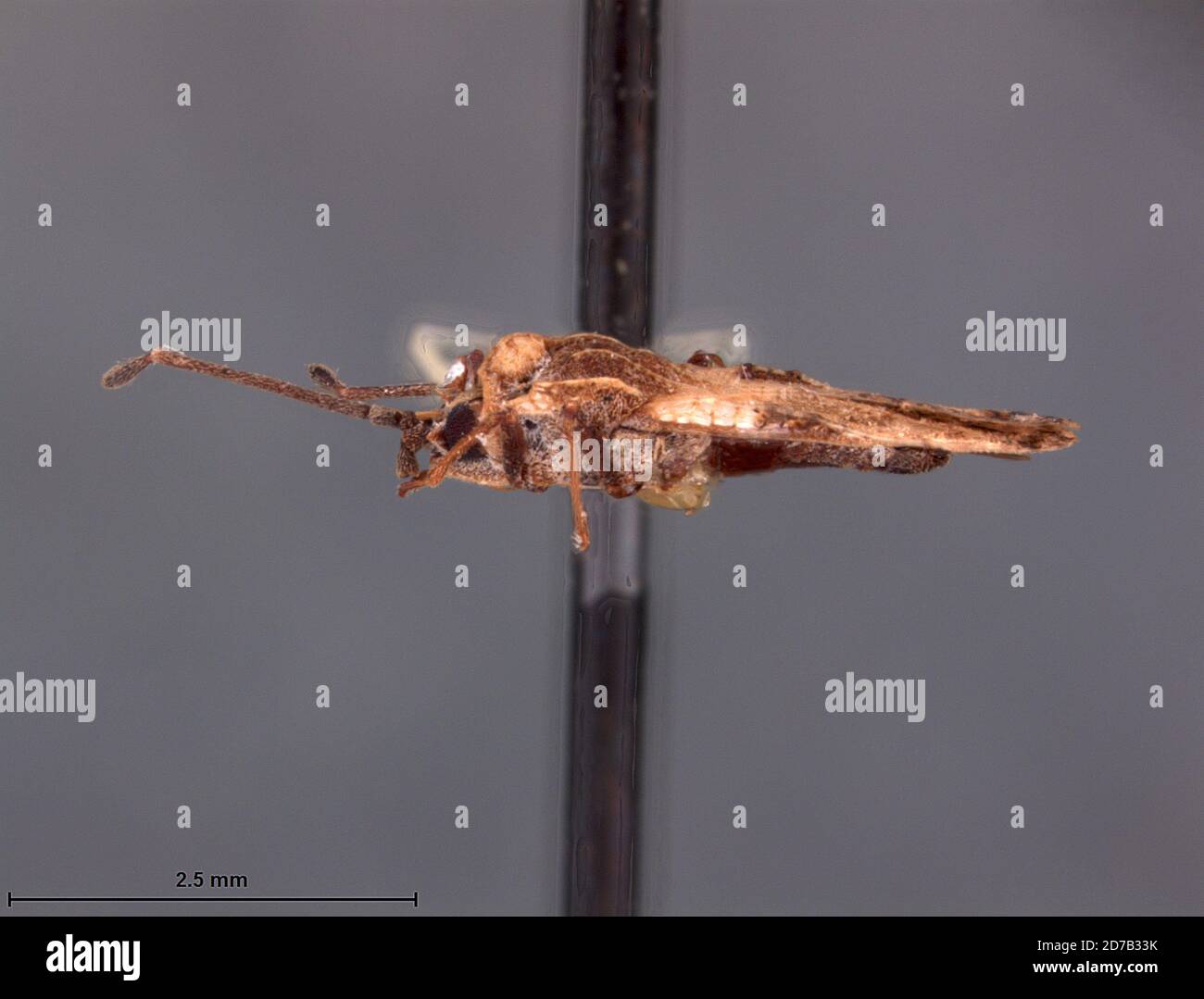 Karikal, India, Dasytingis semota Drake & Lutz, 1953, Animalia ...