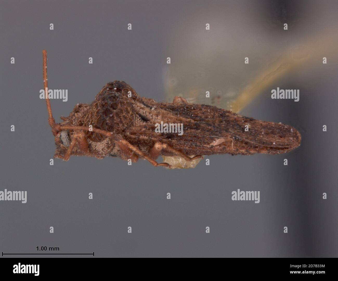 Cysteochila vadosa drake hi-res stock photography and images - Alamy