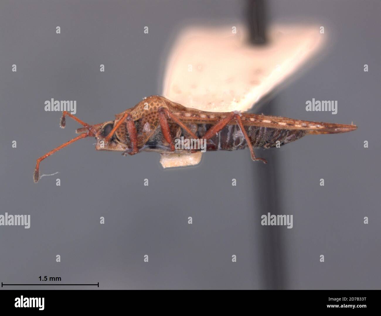 1948 animalia hi-res stock photography and images - Alamy