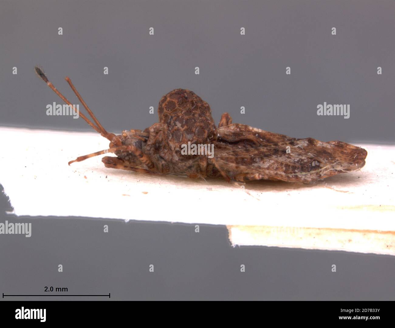 1956 animalia hi-res stock photography and images - Alamy