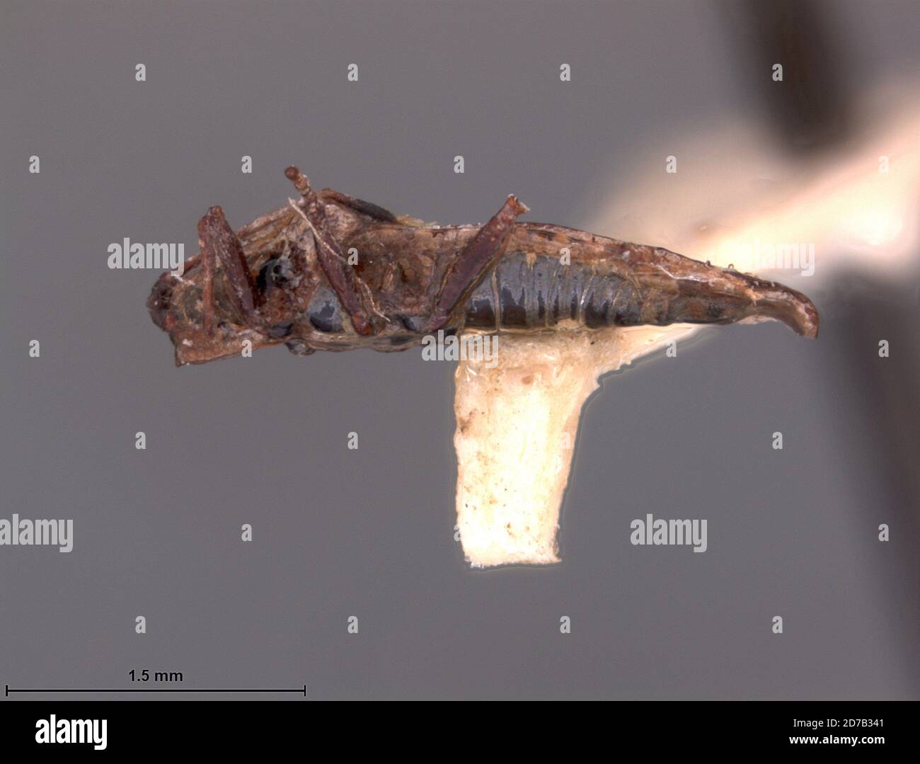 Barwai hi-res stock photography and images - Alamy