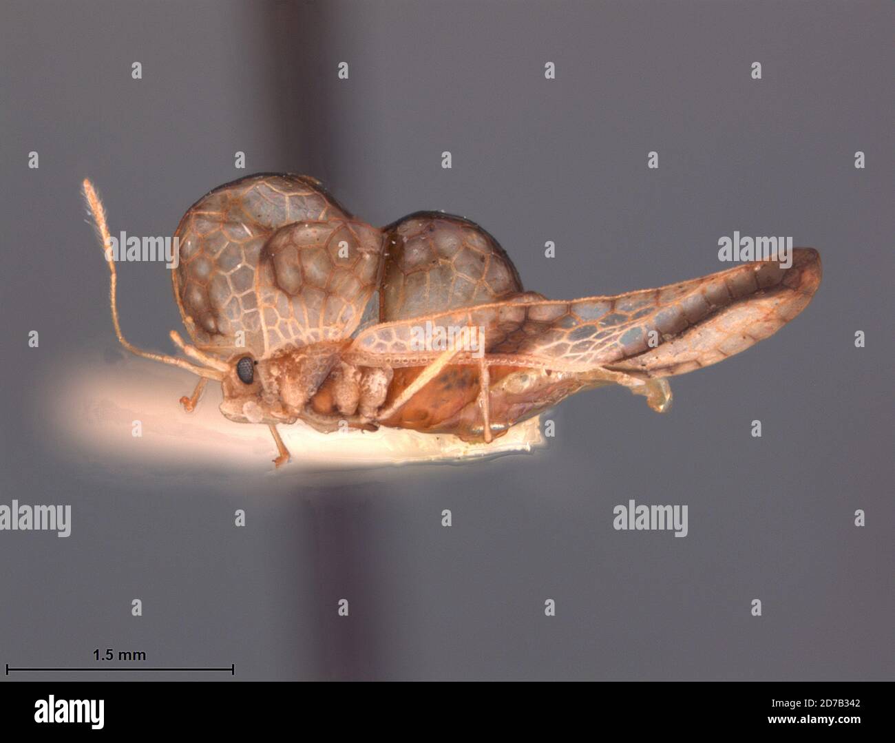 1940 animalia hi-res stock photography and images - Alamy