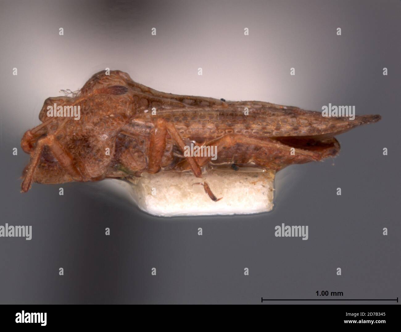 1955 animalia hi-res stock photography and images - Alamy