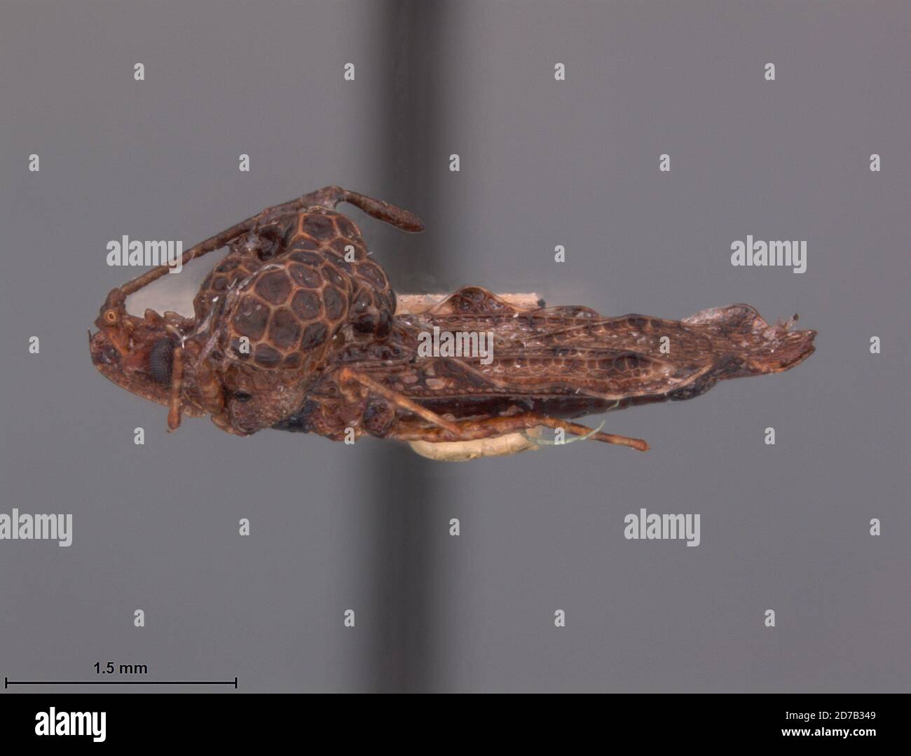 Madura, East Java, Indonesia, Dictyotingis gibberis Drake, 1942 ...