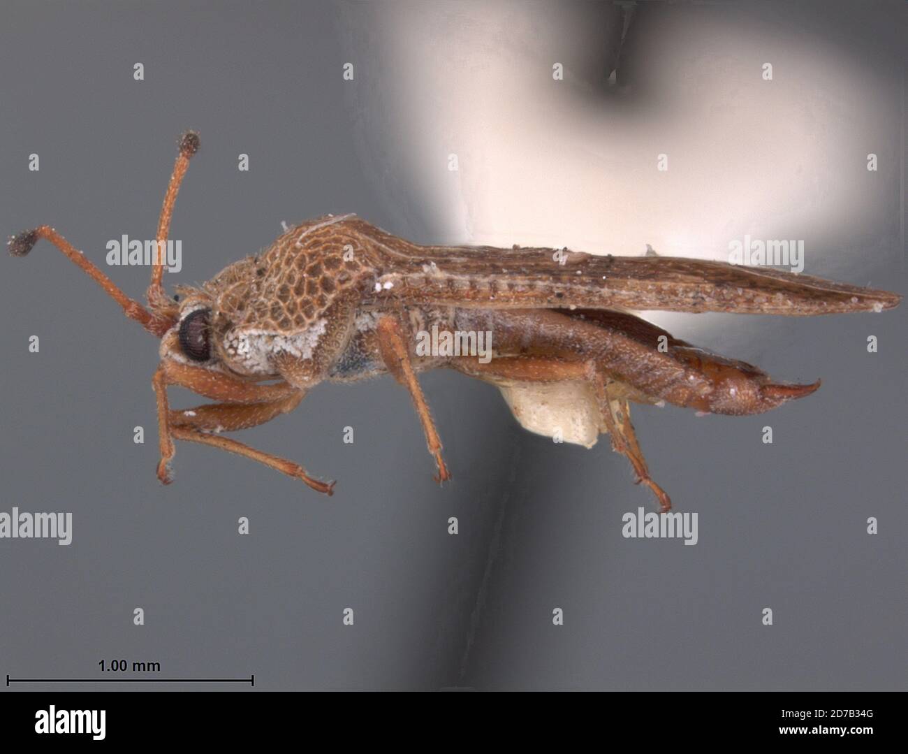 30 mi ne of kapiri mposhi hi-res stock photography and images - Alamy