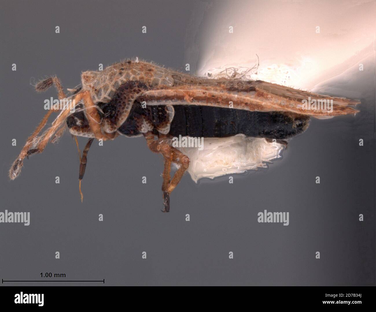 Dire Dawa, Harerge, Ethiopia, Dictyla litotes Drake & Hill, 1964 ...
