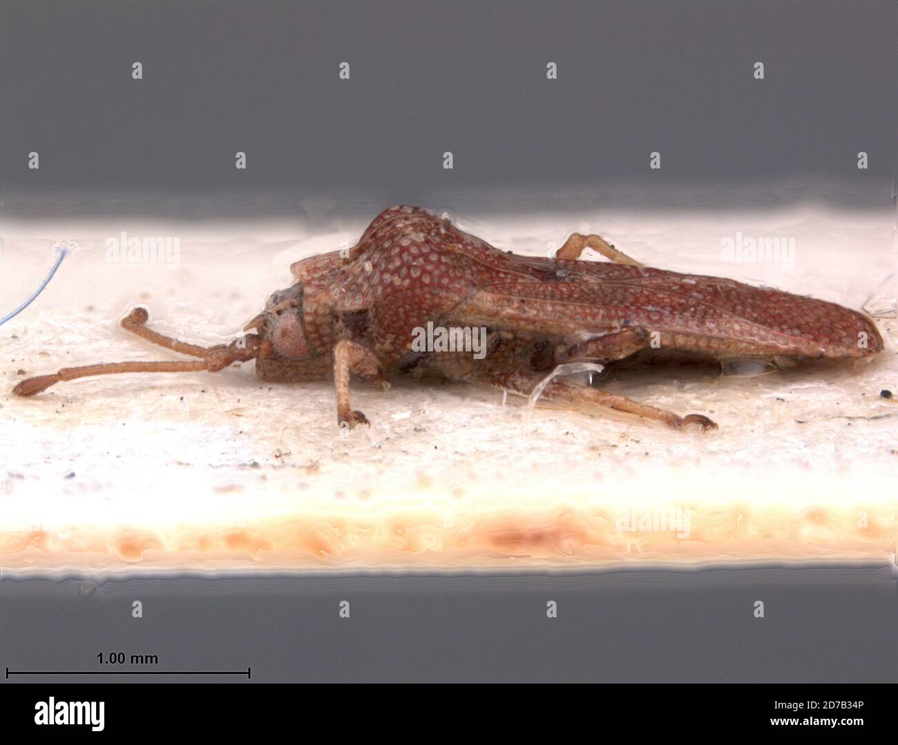 Aqaba, Jordan, Cysteochila pelates Drake, 1963, Animalia, Arthropoda ...