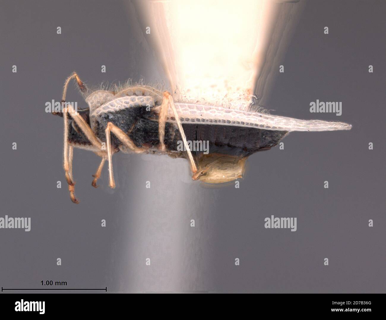 Sacramento, California, United States, Gargaphia albescens Drake, 1917 ...