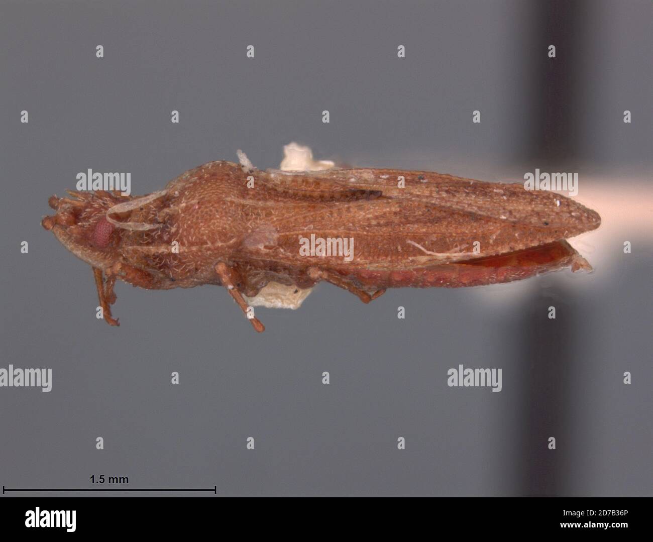 1945 animalia hi-res stock photography and images - Alamy