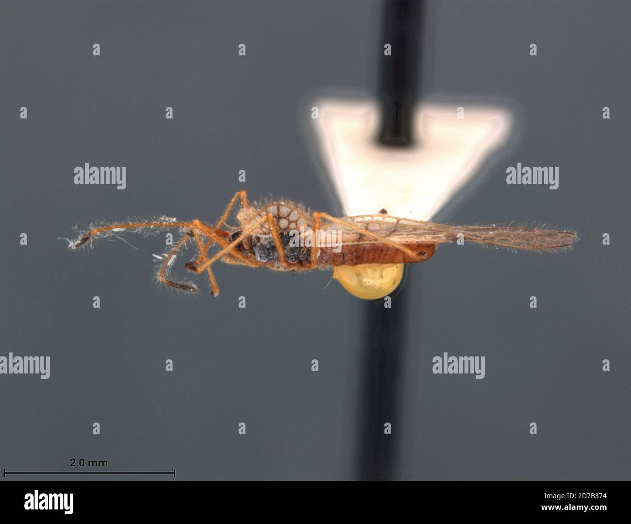 Horqueta, Concepción, Paraguay, Gargaphia paraguayensis Drake & Poor ...