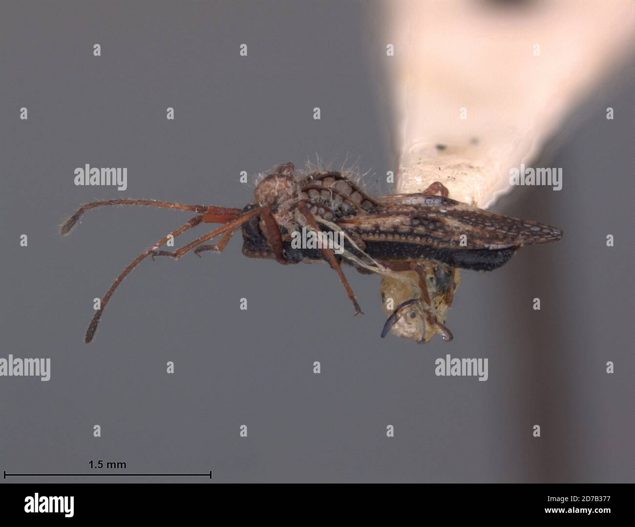 Naco, Cochise, Arizona, United States, Gargaphia balli Drake & Carvalho ...