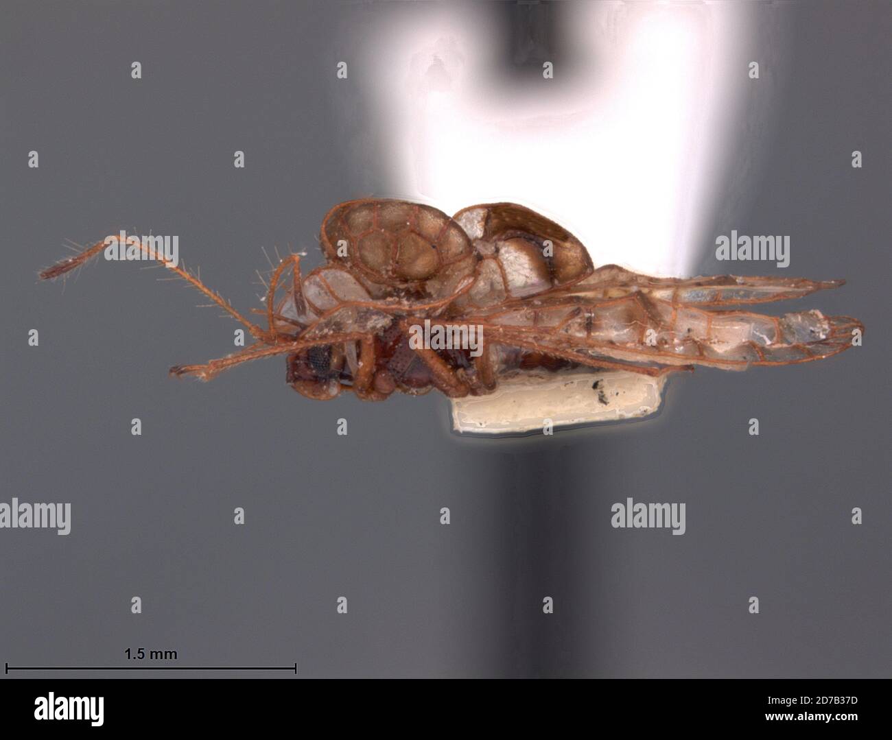 Siyungpan, Yungan Hsien, Fujian, China, Galeatus scitulus Drake & Maa ...