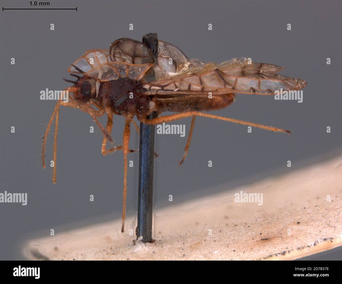 Shanghai, Jiangsu, China, Galeatus clara Drake, 1948, Animalia ...