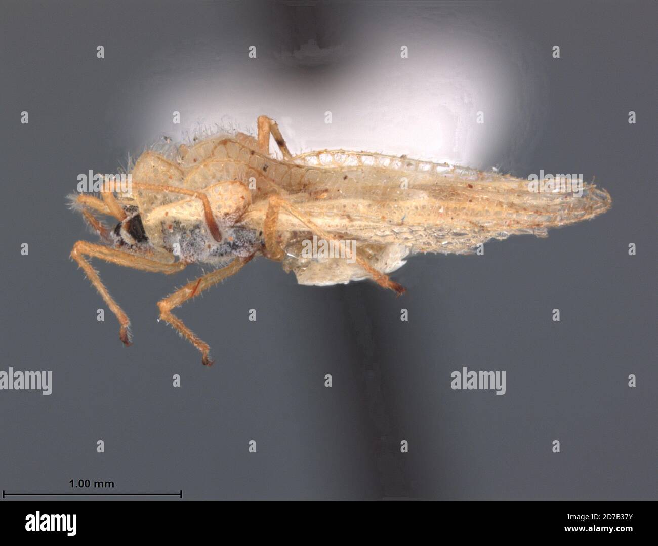 Socorro id. brthwte bay, Colima, Mexico, Gargaphia socorrona Drake ...