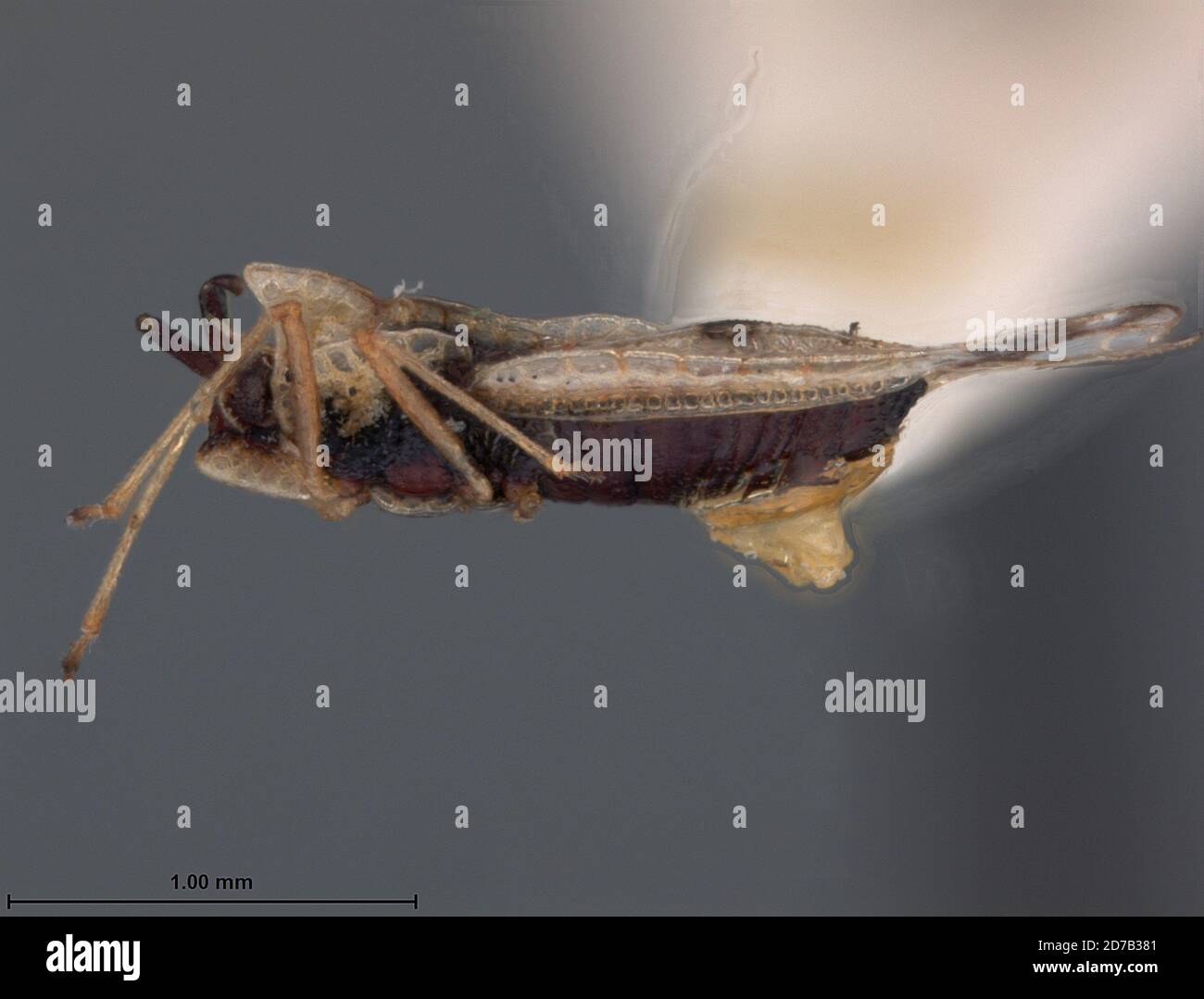 Paula drake hi-res stock photography and images - Alamy