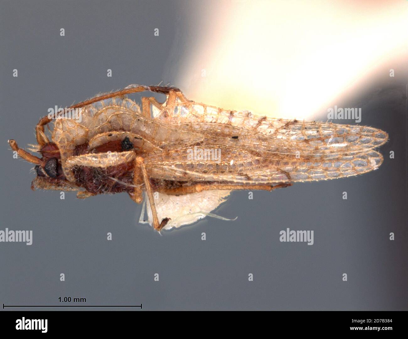 Victoria, Tamaulipas, Mexico, Gargaphia shelfordi Drake & Hambleton ...