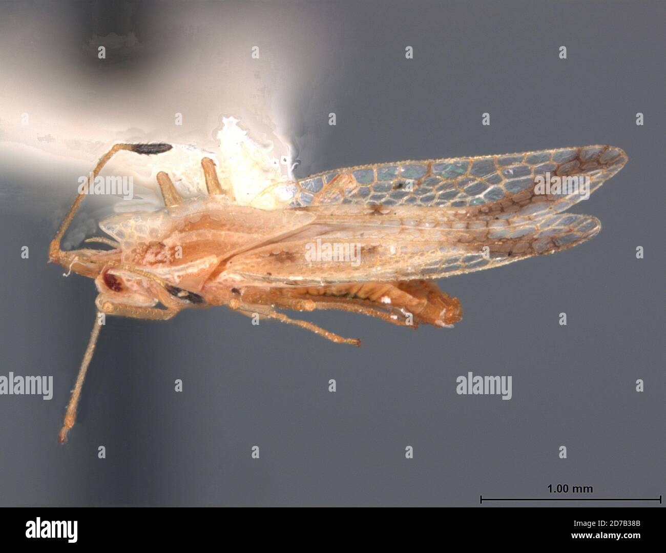 Aguaytia, Peru, Gargaphia seorsa Drake & Hambleton, 1945, Animalia ...