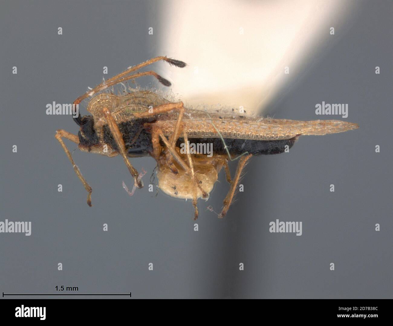 Corvallis, Benton, Oregon, United States, Gargaphia oregona Drake ...