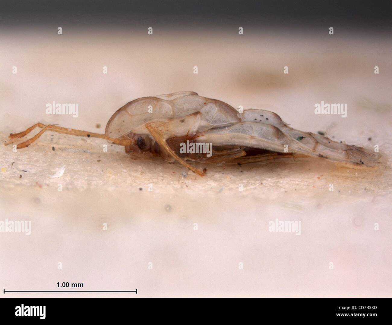 Parit Buntar, Perak, Malaysia, Galeotingis malayana Drake, 1947 ...