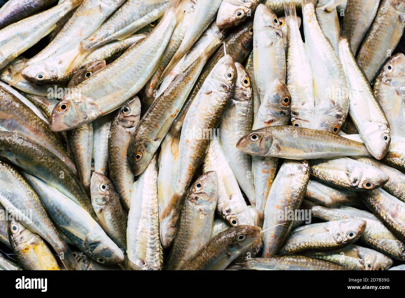 Mullet fish catch hi-res stock photography and images - Alamy