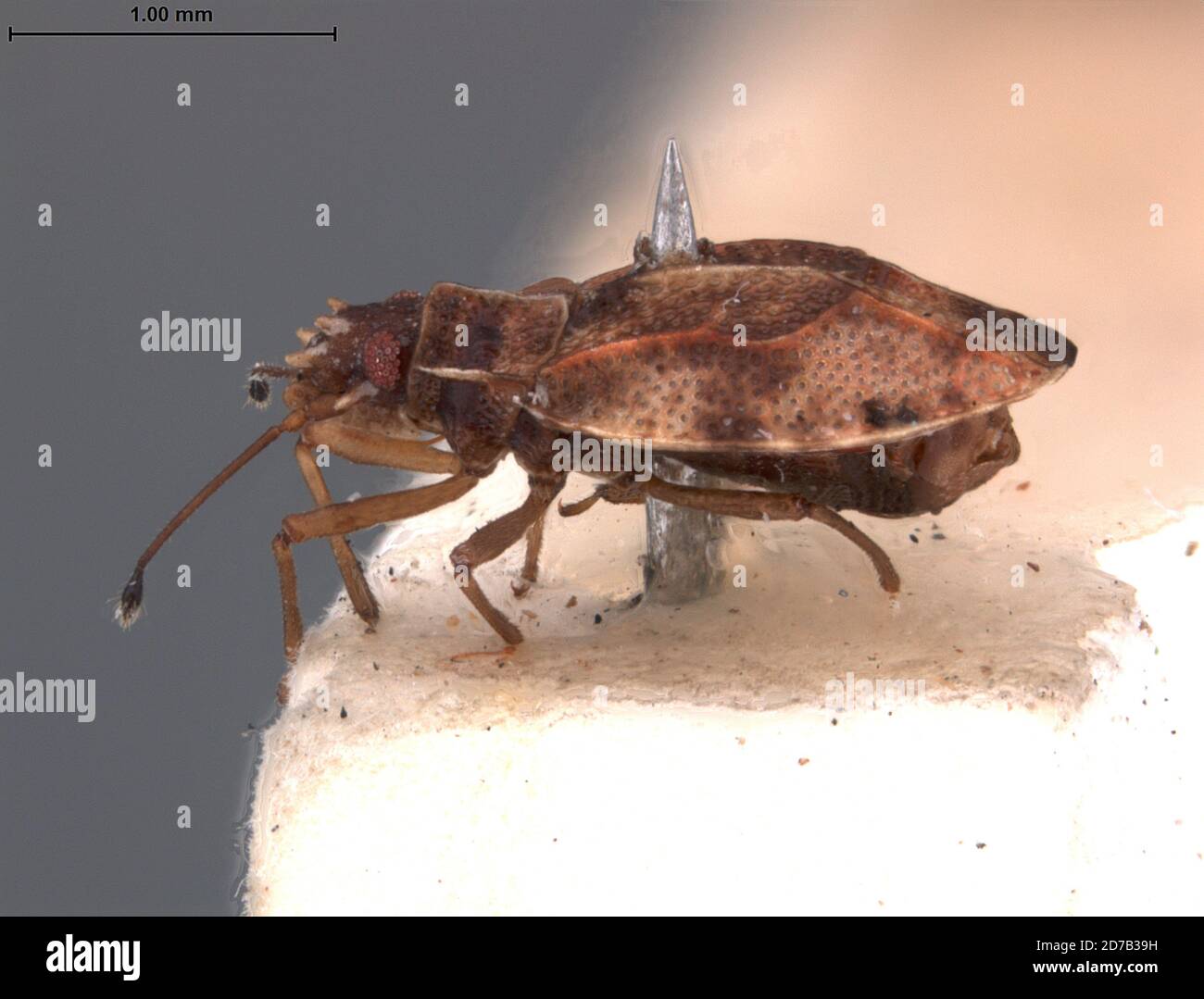 Mountain Lamington, Oro, Papua New Guinea, Gonycentrum engistum Drake ...