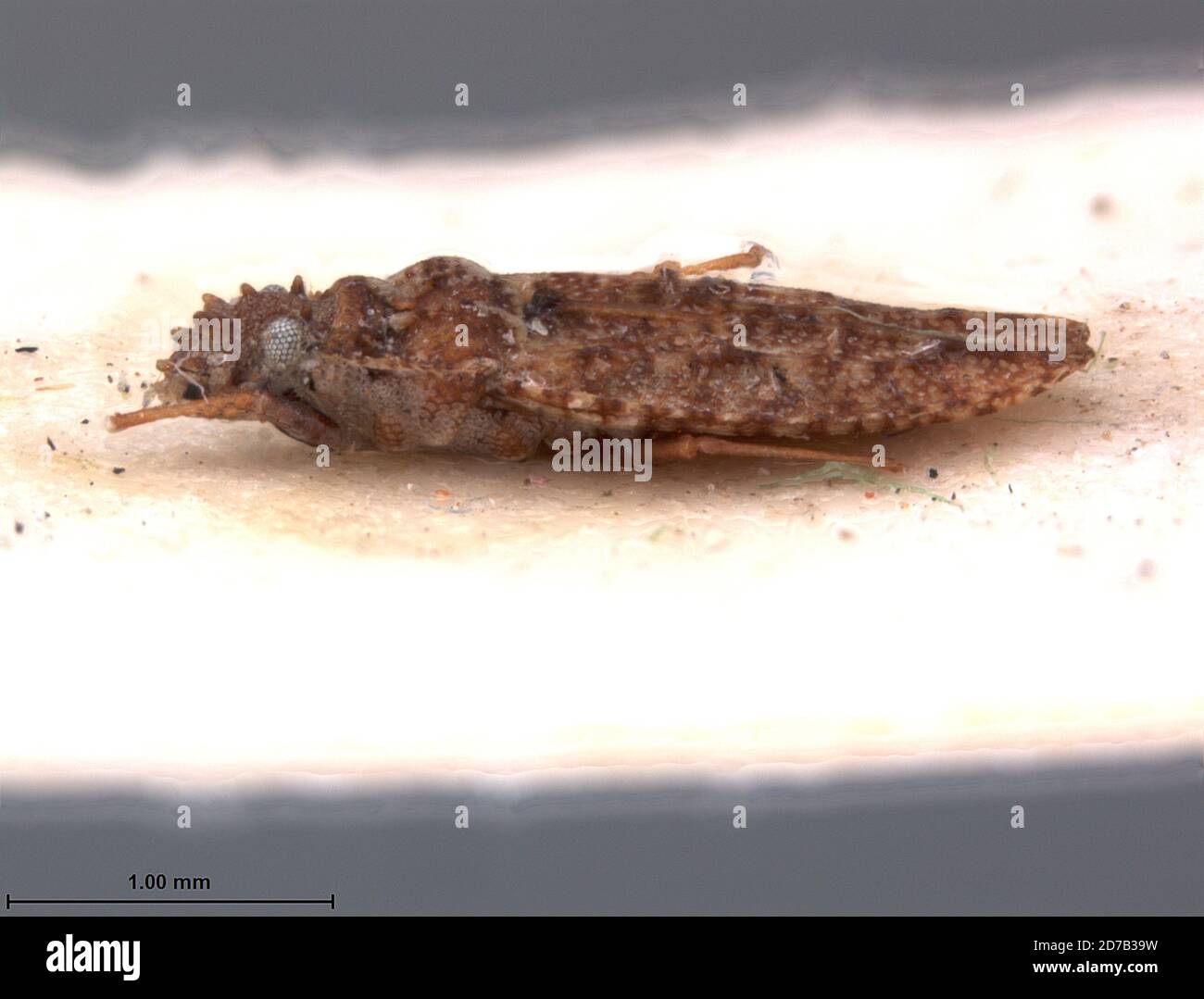 1956 animalia hi-res stock photography and images - Alamy