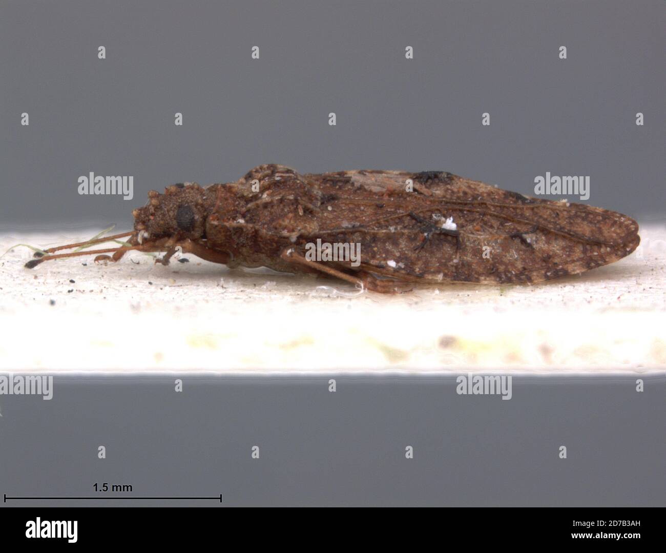 Nairobi, Kenya, Gonycentrum thomasi Drake, 1956, Animalia, Arthropoda ...