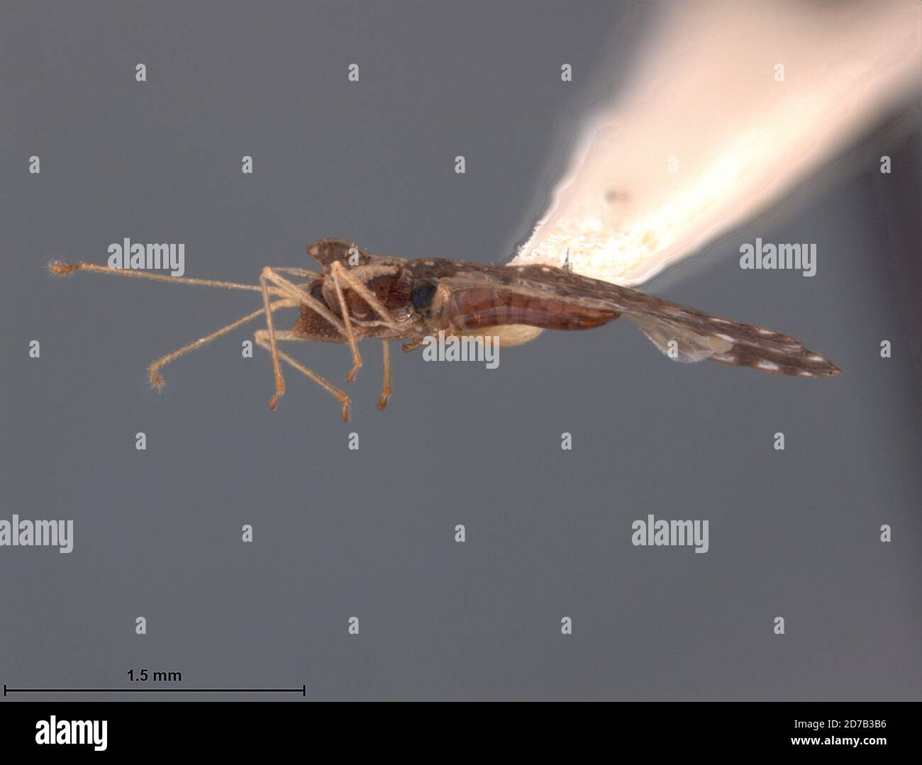 Vinces, Los Ríos, Ecuador, Leptodictya ecuadoris Drake & Hambleton ...