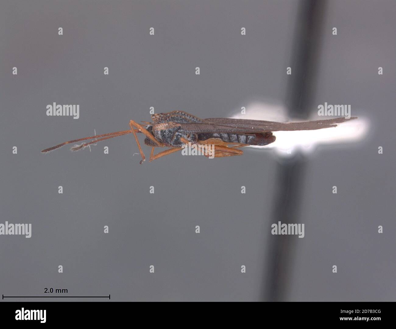 Tingo María, Huánuco, Peru, Leptodictya nigrosis Drake & Hambleton ...