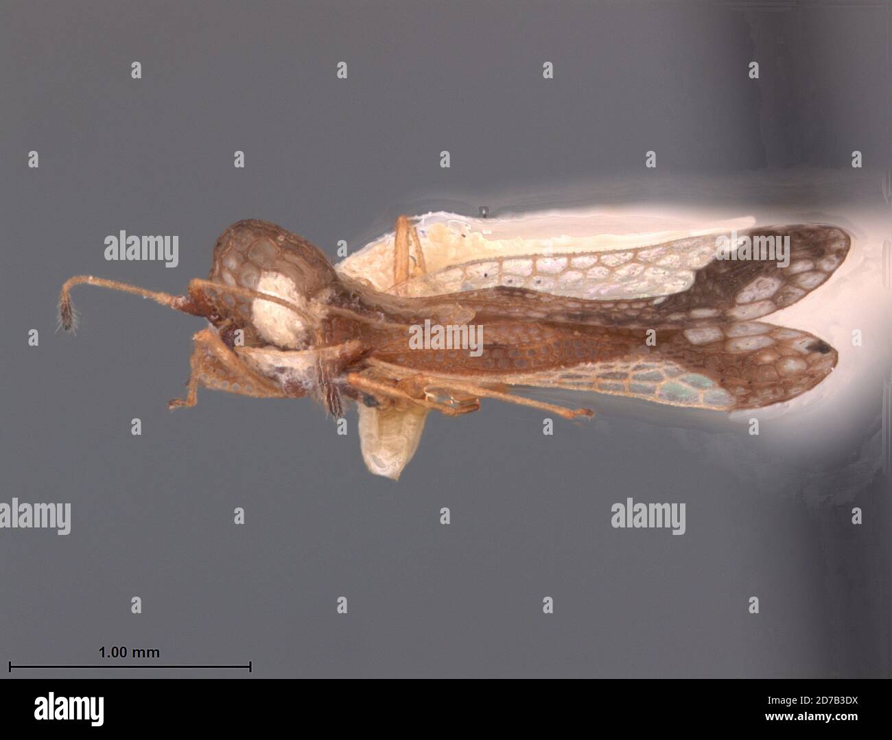 1945 animalia hi-res stock photography and images - Alamy