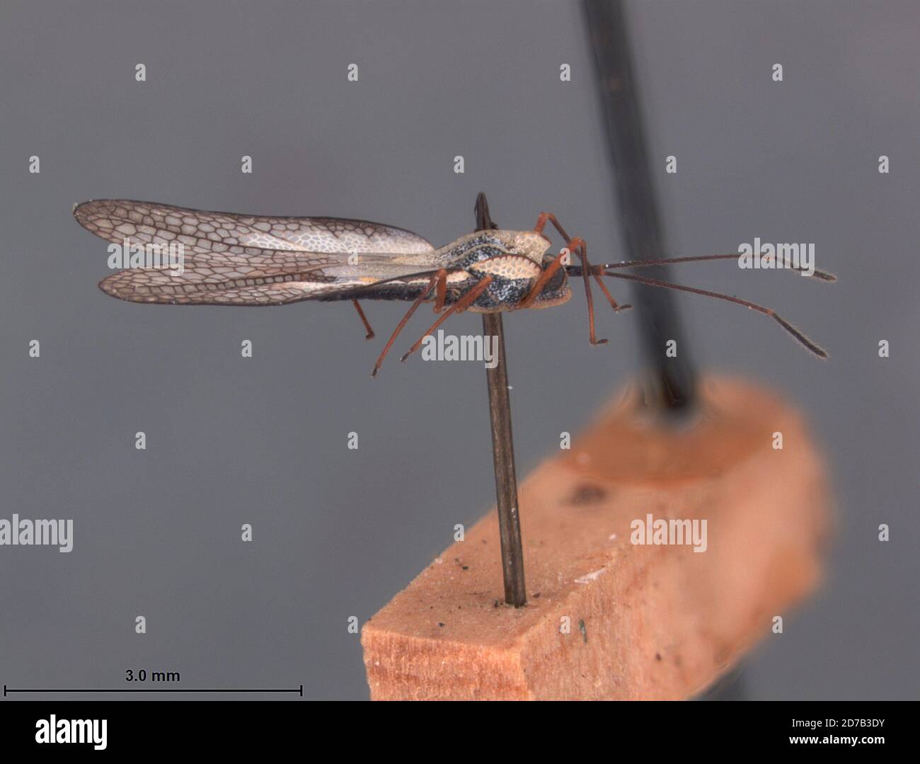 Baños, Ecuador, Leptodictya madelinae Drake, 1928, Animalia, Arthropoda, Insecta, Hemiptera ...