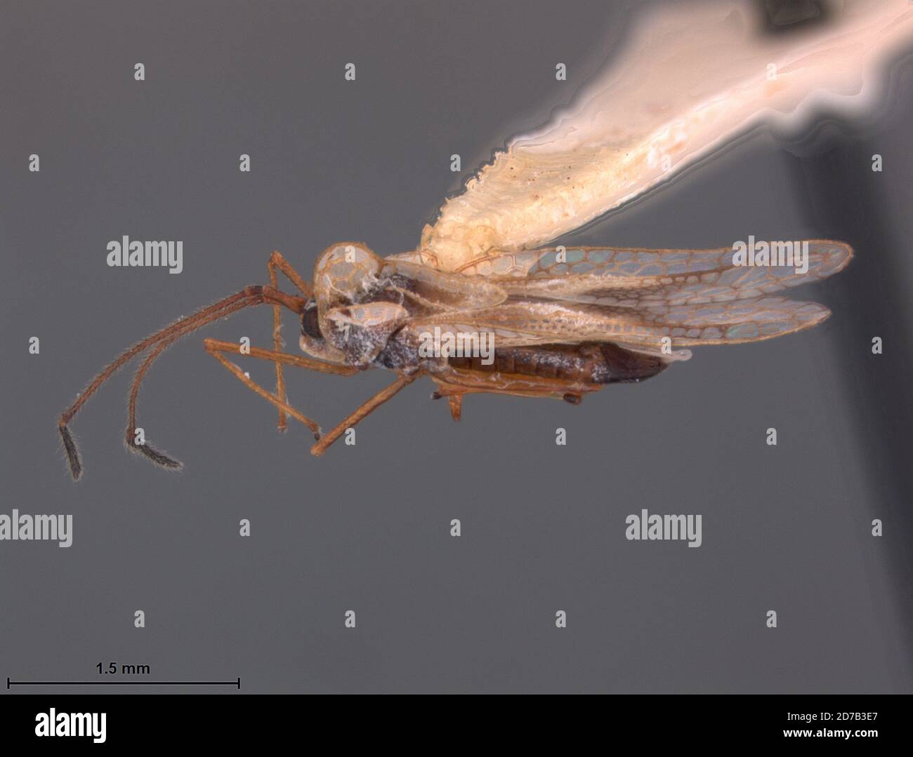 Guatemala City, Guatemala, Leptopharsa dapsillis Drake & Hambleton ...