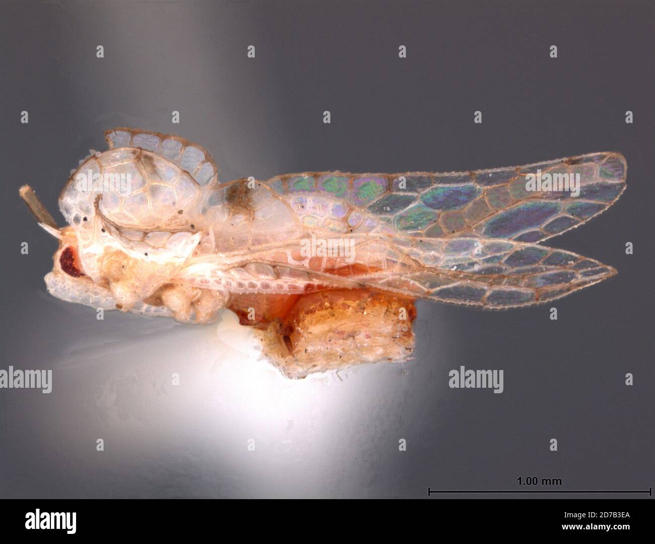 Cuba, Leptopharsa cubana Drake, 1928, Animalia, Arthropoda, Insecta ...
