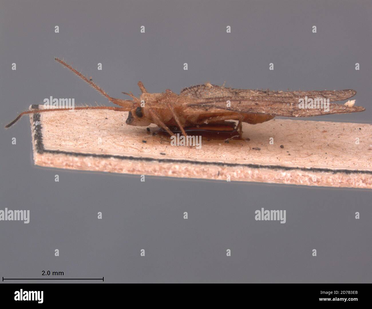 Cochabamba, Bolivia, Leptodictya sodalatis Drake, 1928, Animalia ...