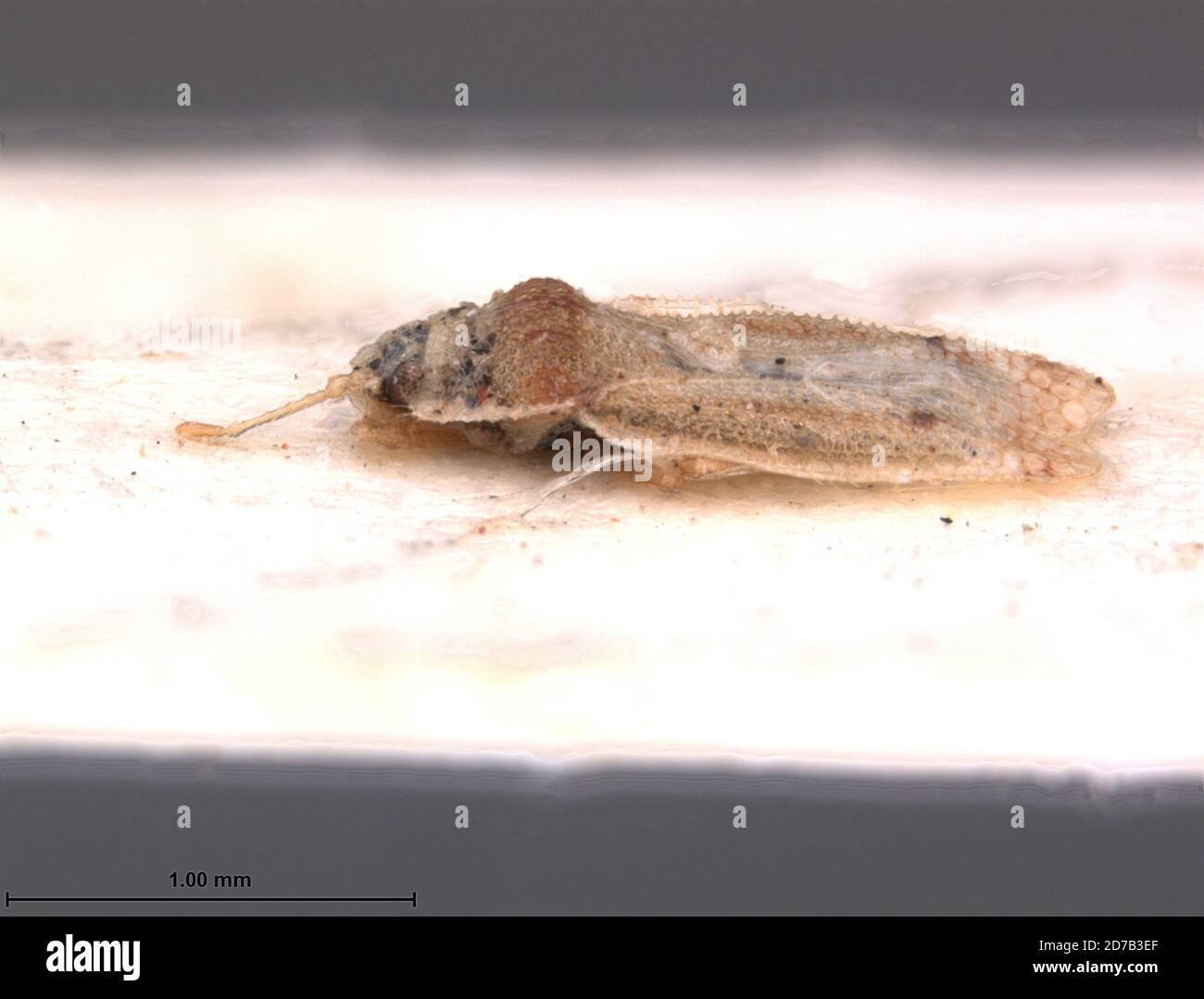 Windhoek, Namibia, Leptopharsa elachys Drake & Ruhoff, 1961, Animalia ...