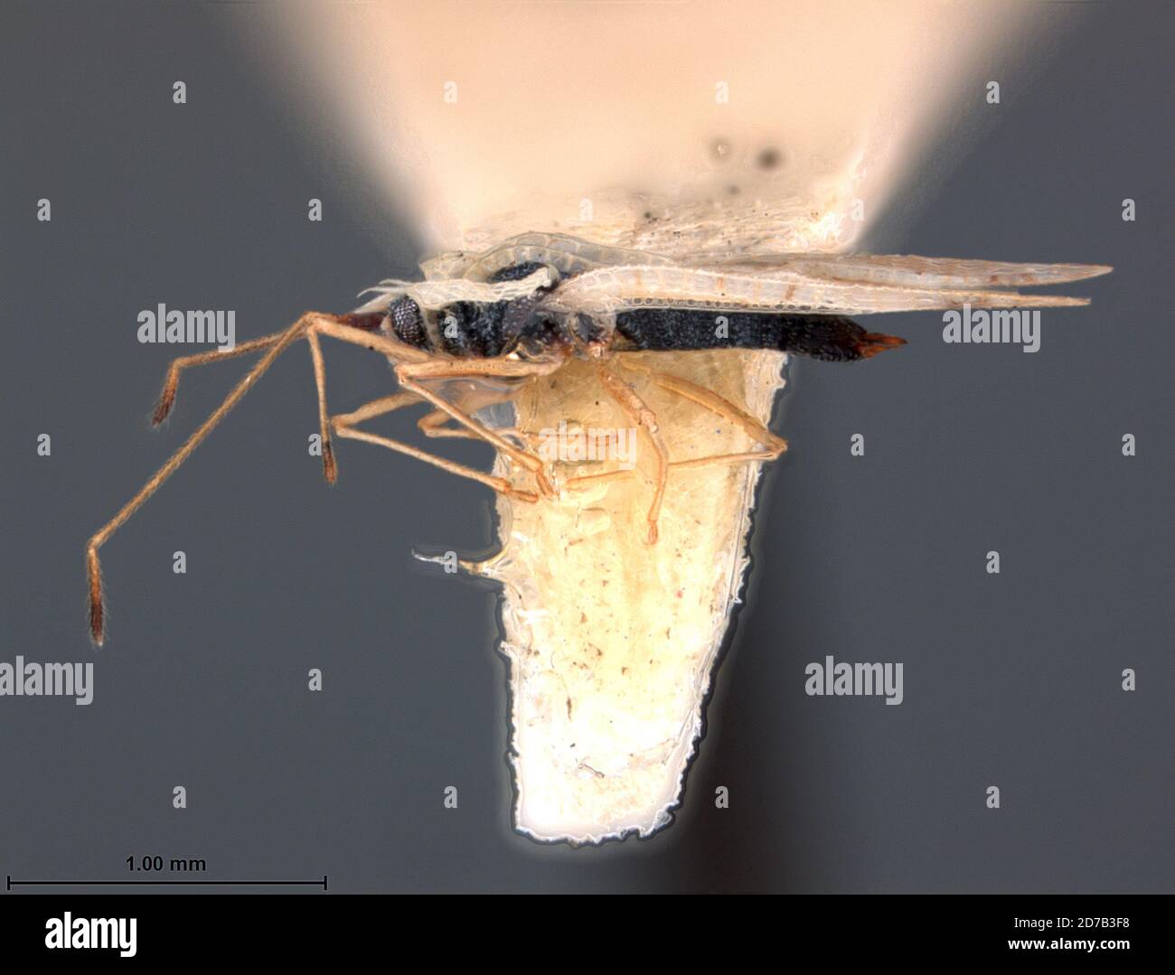 Leptopharsa ruris drake hi-res stock photography and images - Alamy