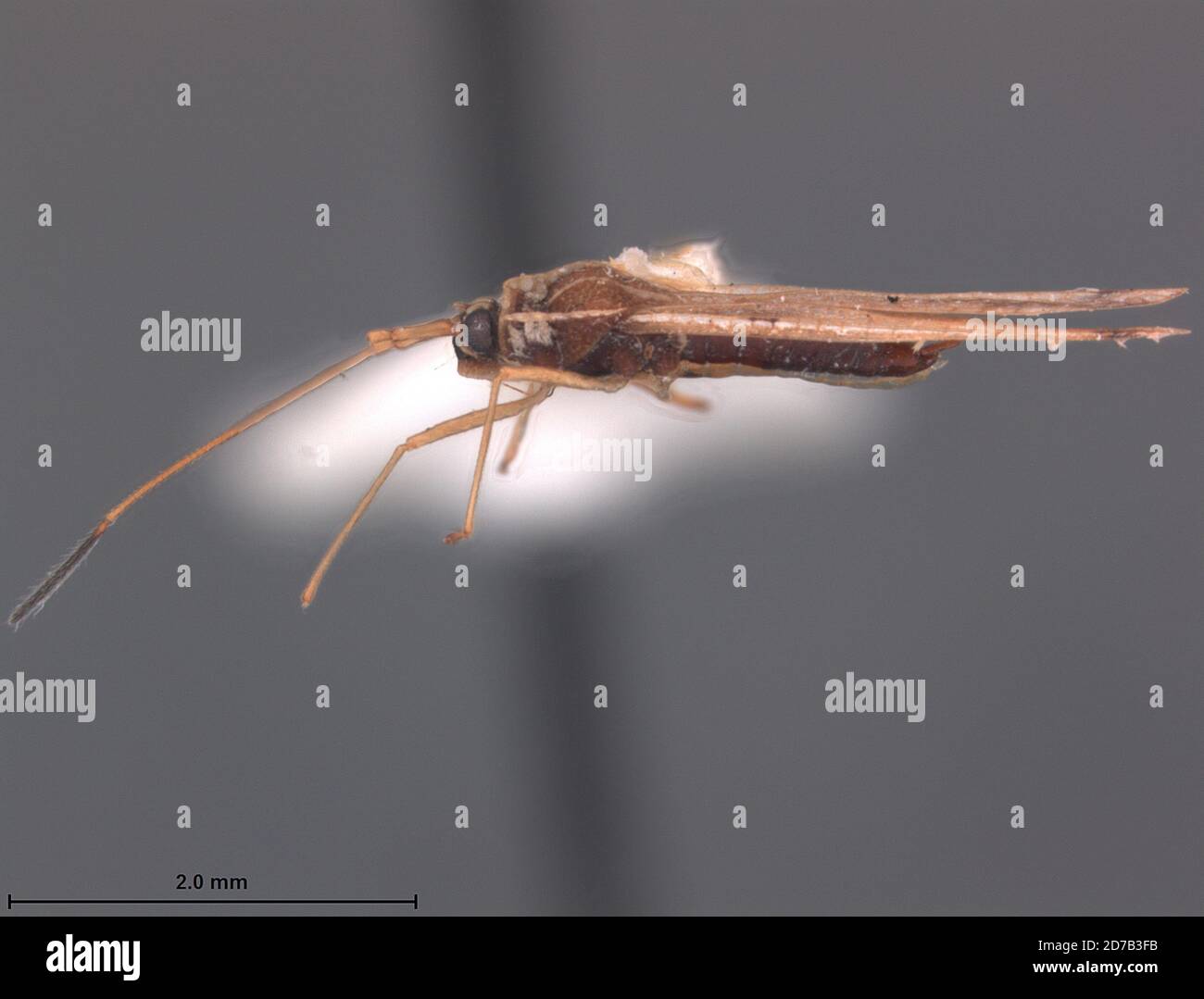Chirinda Forest, Zimbabwe, Leptopharsa ralla Drake, 1963, Animalia ...