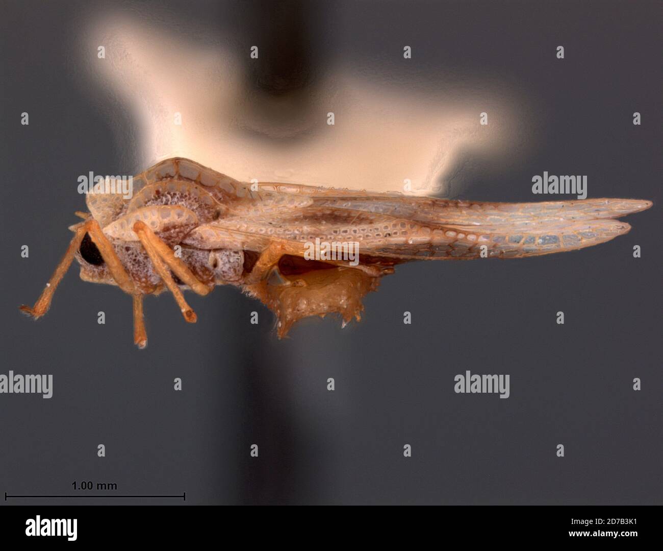 1953 animalia hi-res stock photography and images - Alamy