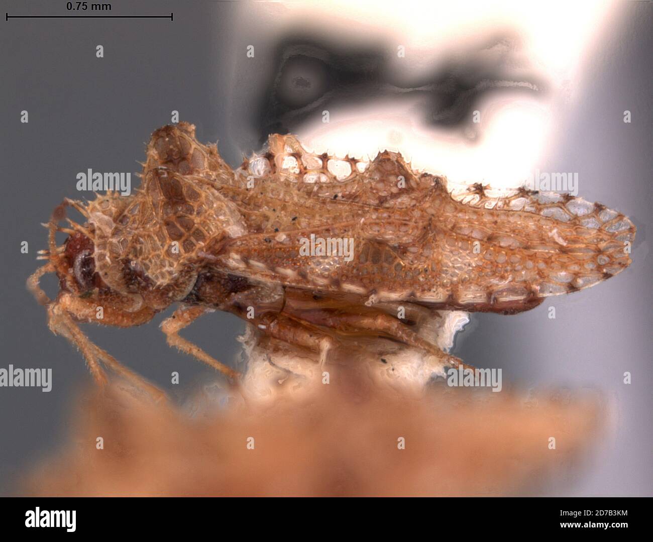 1942 animalia hi-res stock photography and images - Alamy