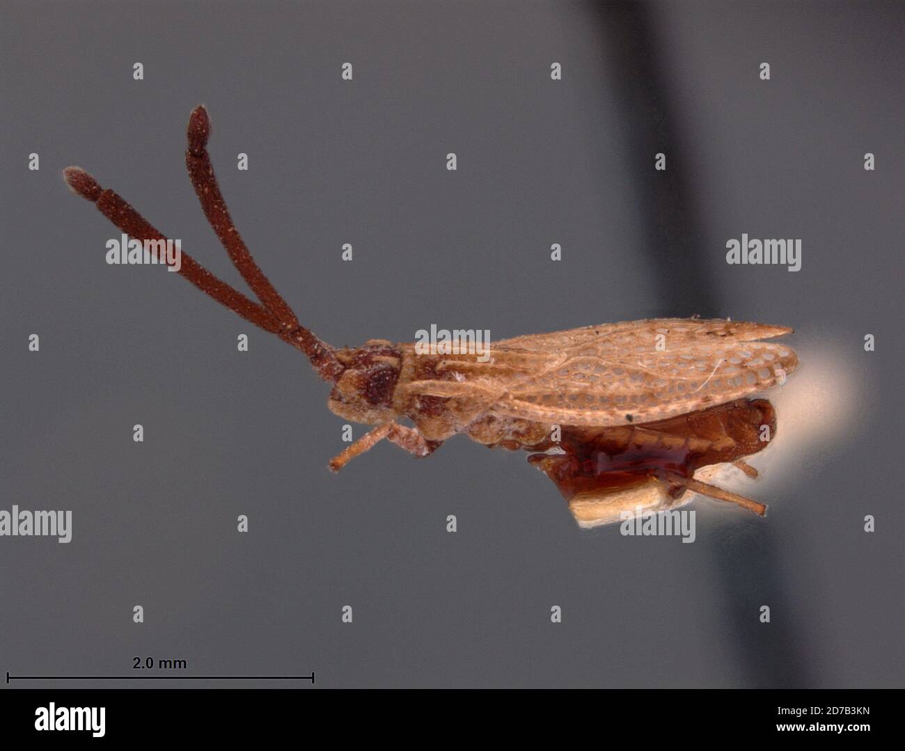 Melanorhopala balli drake hi-res stock photography and images - Alamy