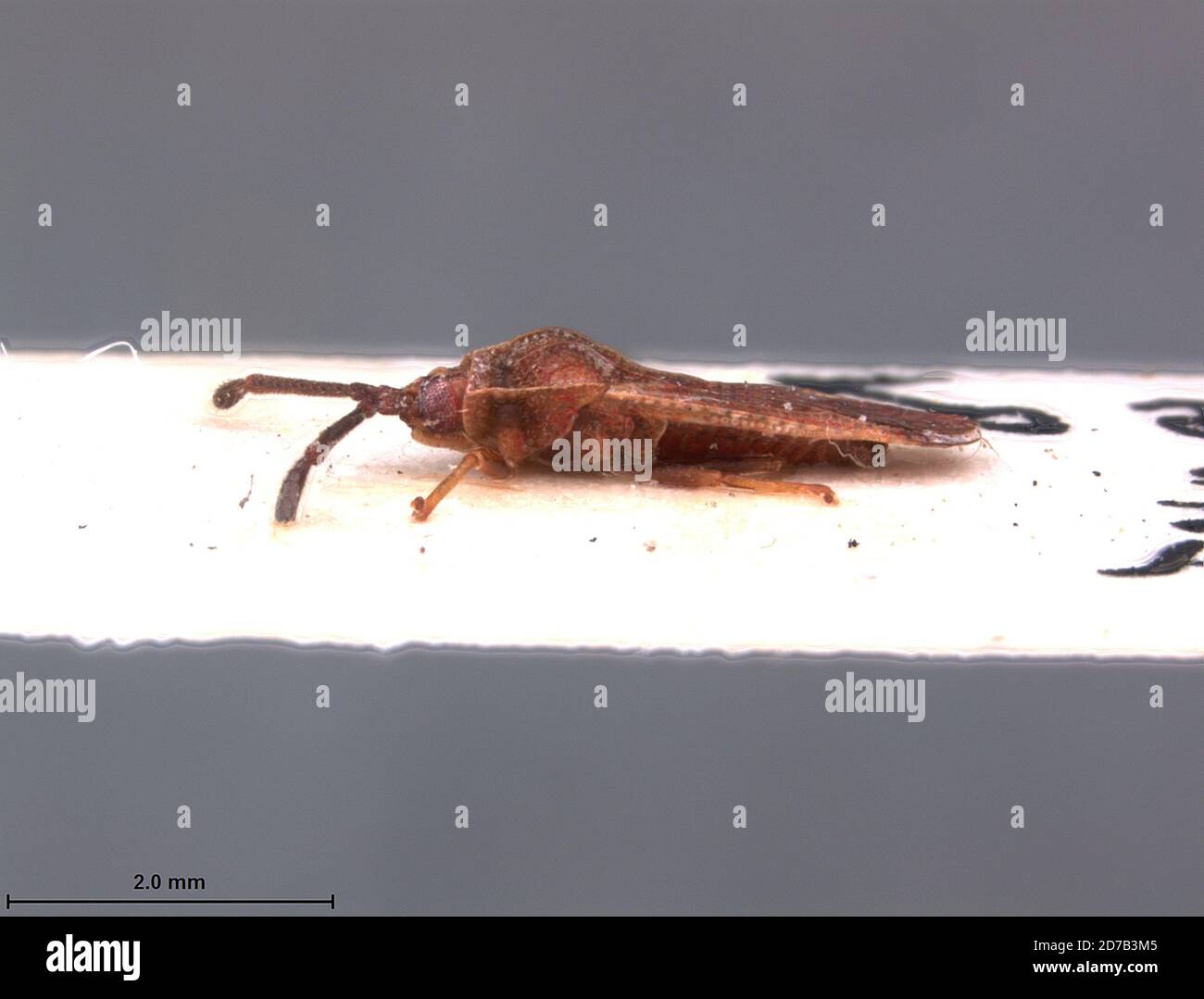 1956 animalia hi-res stock photography and images - Alamy