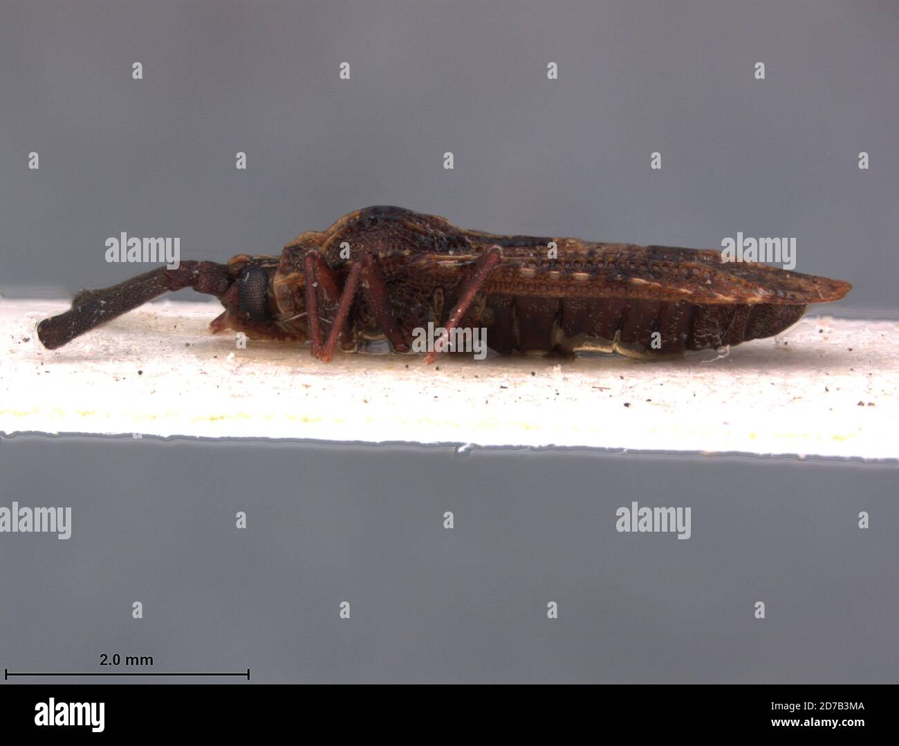 1954 animalia hi-res stock photography and images - Alamy