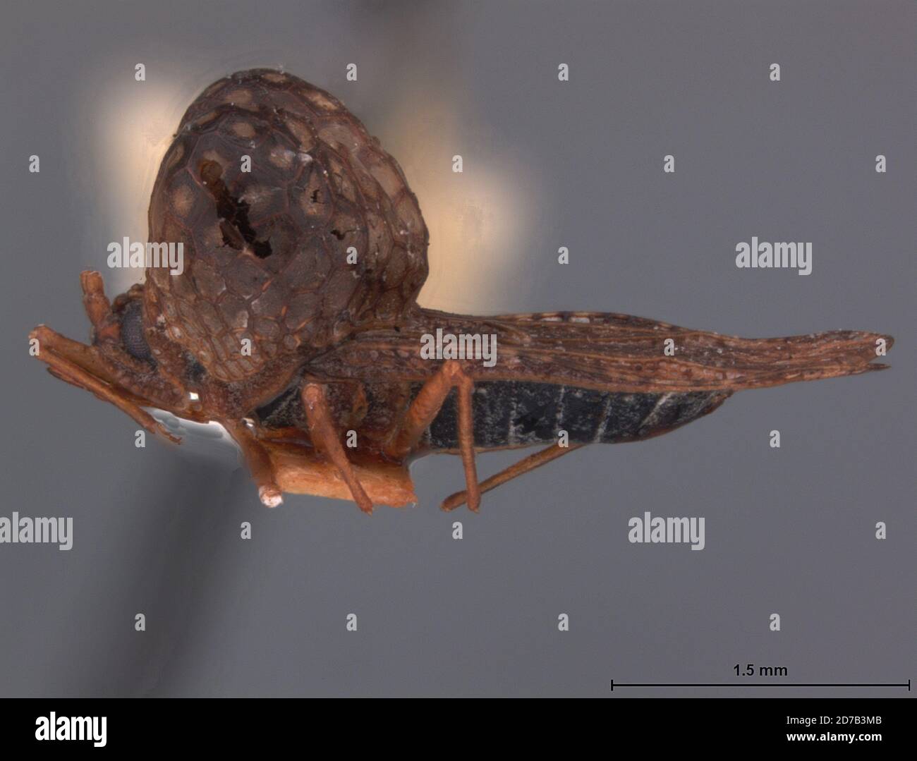 Sandakan, Borneo, Sabah, Malaysia, Penottus bunus Drake & Ruhoff, 1961 ...