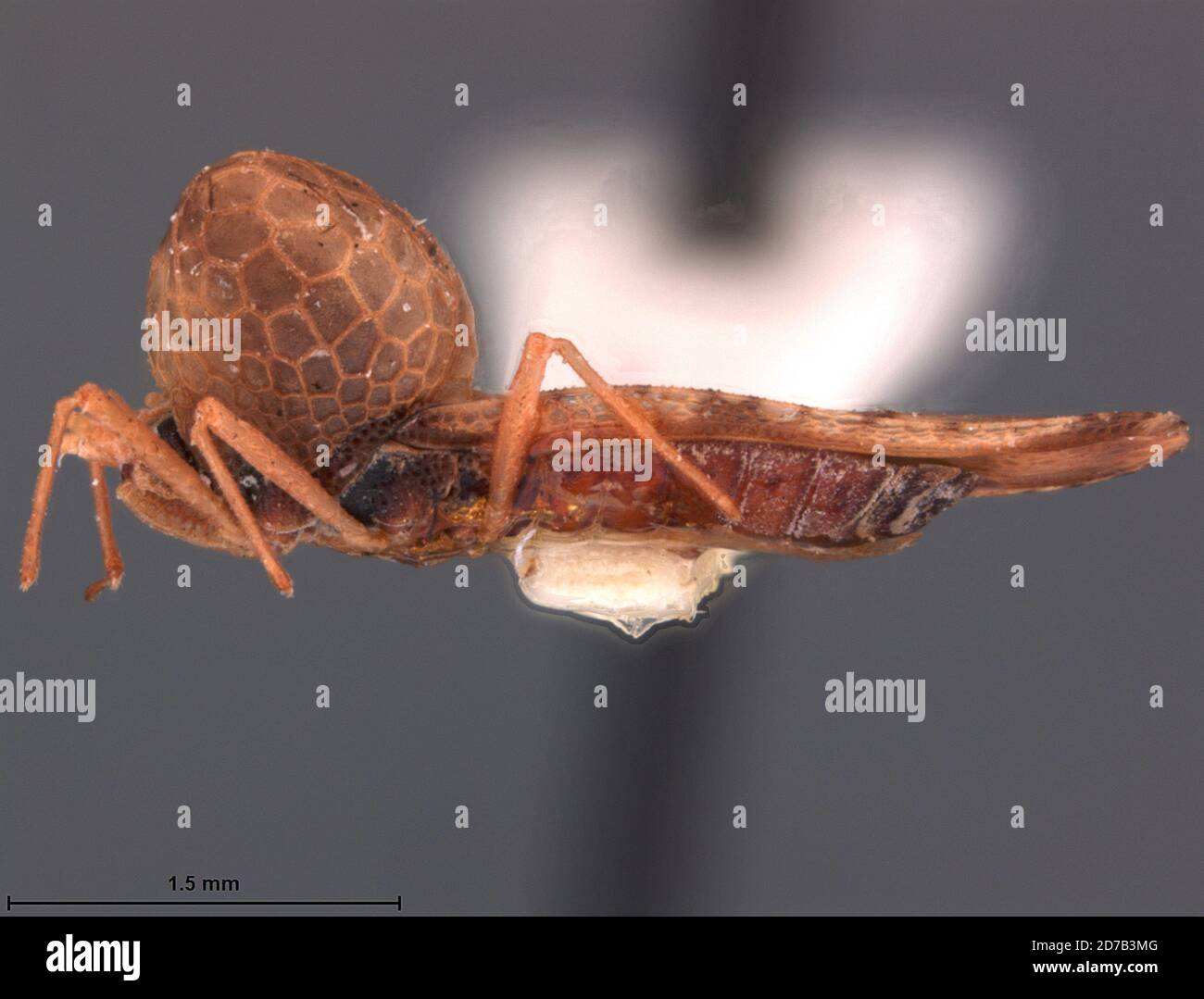 1961 animalia hi-res stock photography and images - Alamy