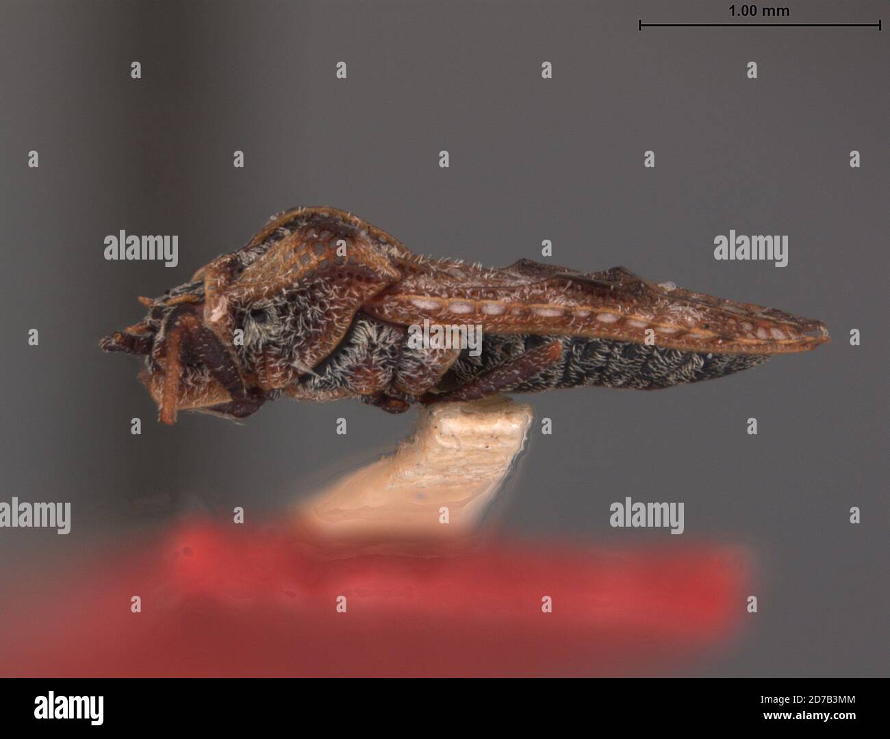 Port-au-Prince, Ouest, Haiti, Monanthia haitiensis Drake & Poor, 1938 ...