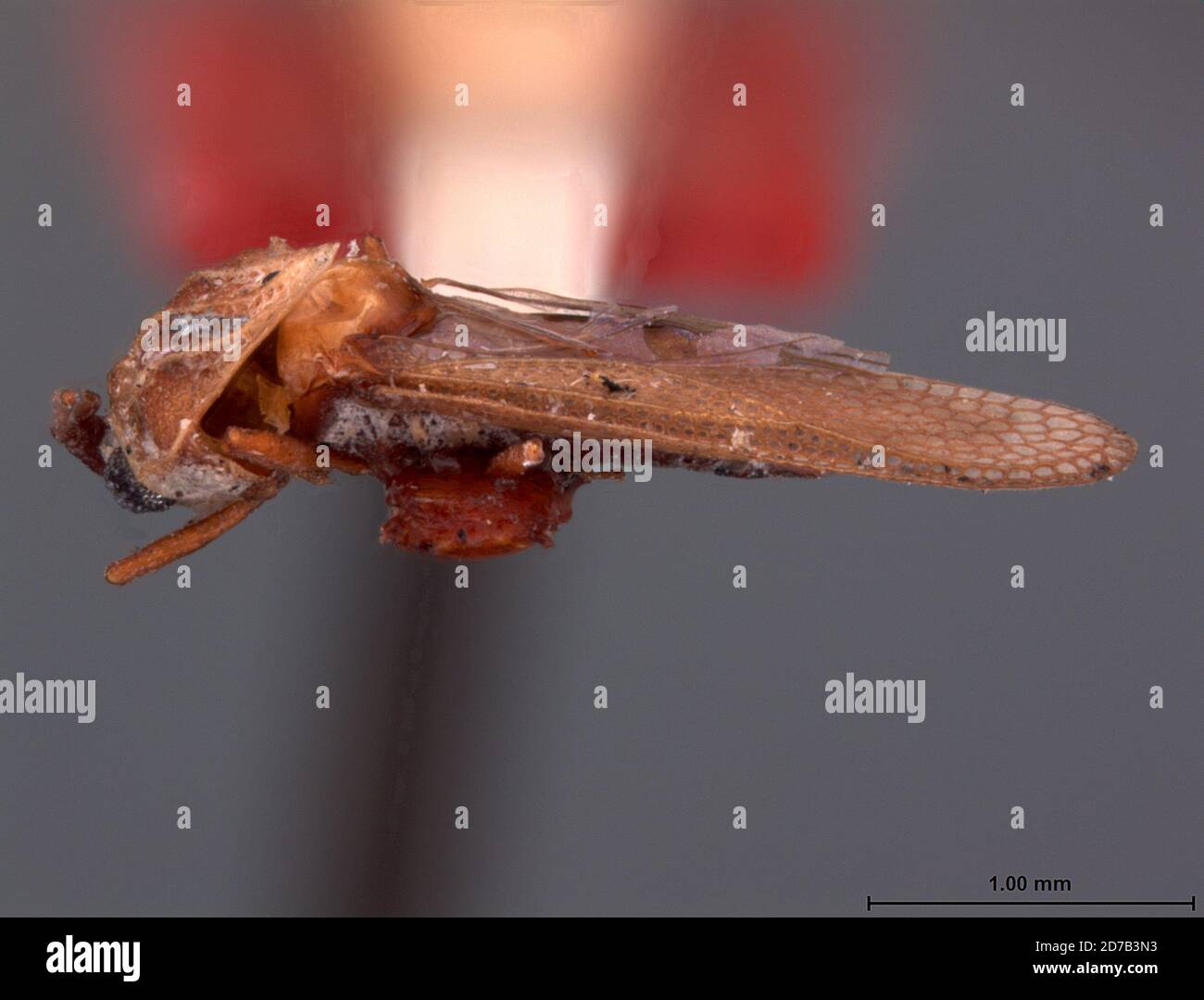 Perissonemia dignata Drake & Poor, 1937, Animalia, Arthropoda, Insecta ...