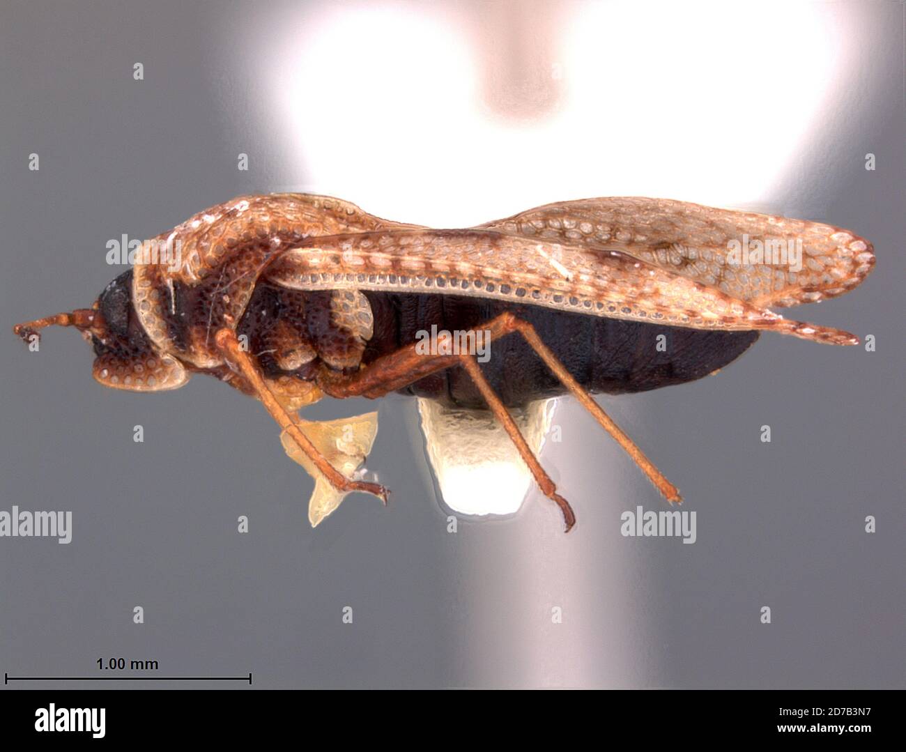 Colorado, United States, Monanthia coloradensis Drake, 1917, Animalia ...