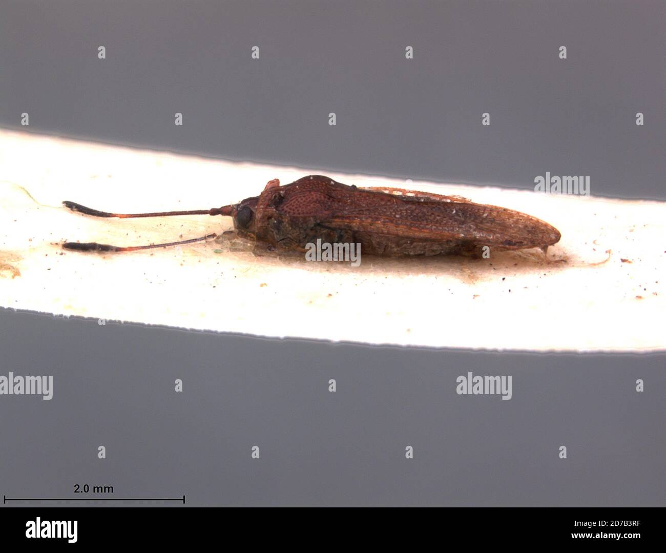 Kottur, Madras, Vellore, Tamil Nadu, India, Perissonemia onerosa Drake ...