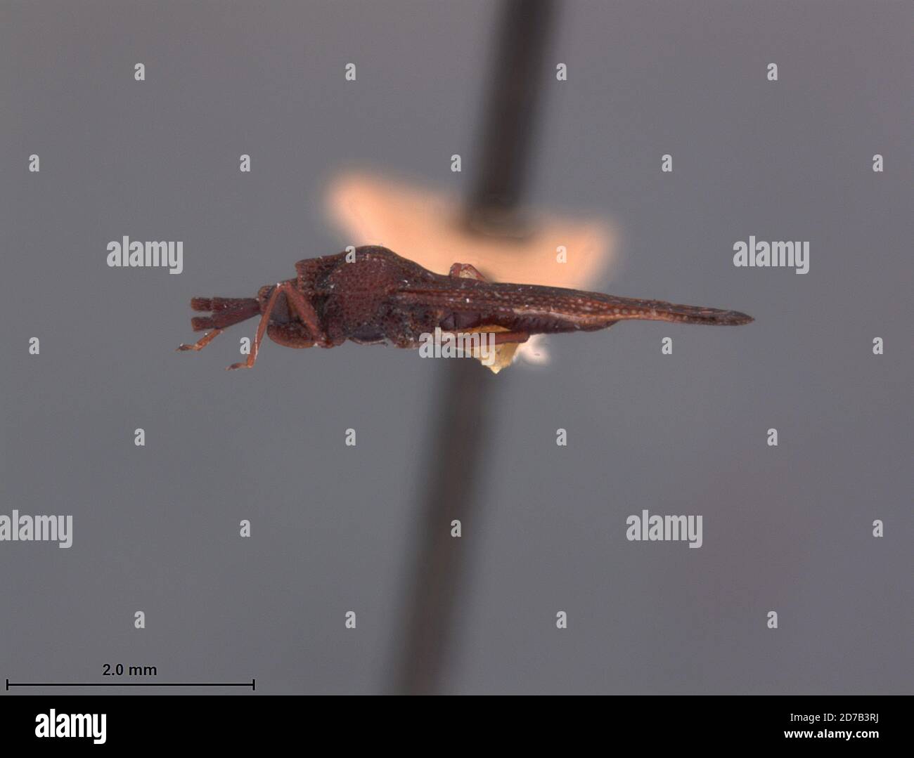 Perissonemia occasa drake hi-res stock photography and images - Alamy